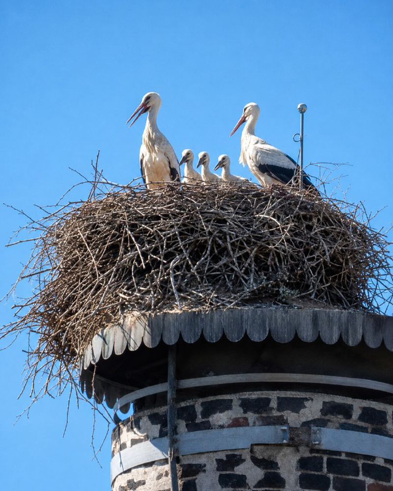 Lodi News - Livraga - Tre piccoli di cicogna spuntano dal nido