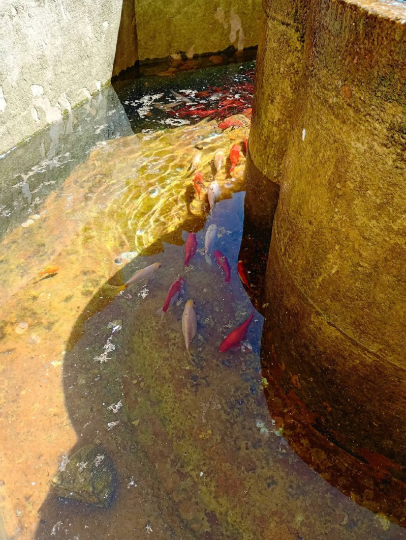 Lodi News - Lodi - Metteteci l'acqua